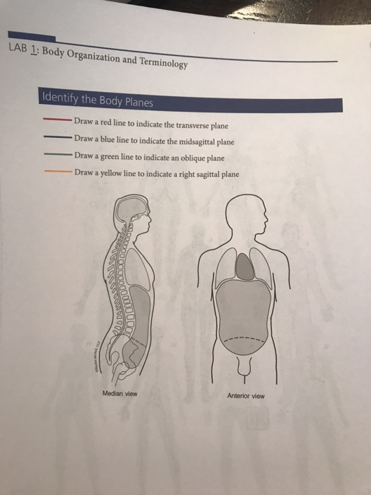 Solved 1 Body Organization And Terminology Match The Chegg