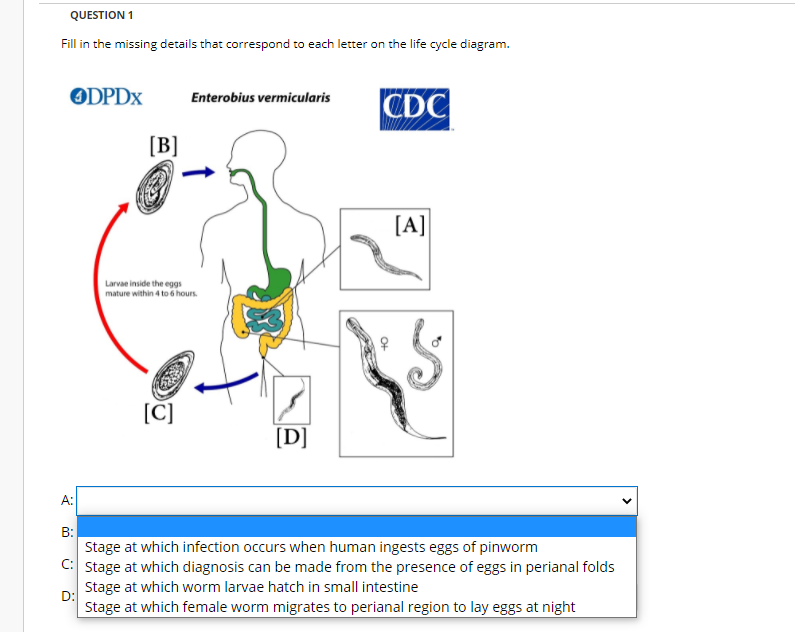 Enterobius Vermicularis Life Cycle
