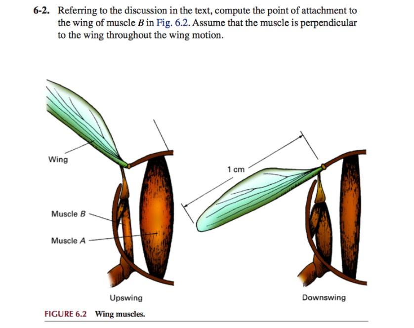 A number of different wing-muscle arrangements occur | Chegg.com
