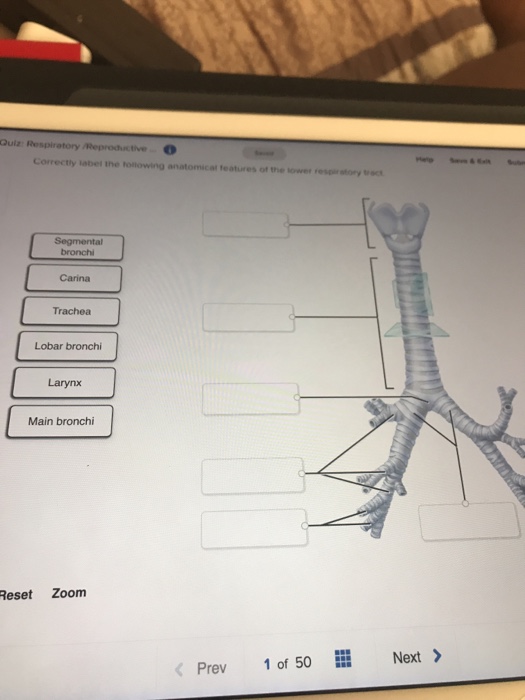 Solved: Quiz Correctly Label The Totlowing Anatomical Feat... | Chegg.com