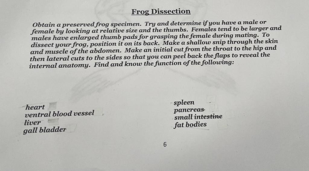 Solved Frog Dissection Obtain a preserved frog specimen. Try | Chegg.com