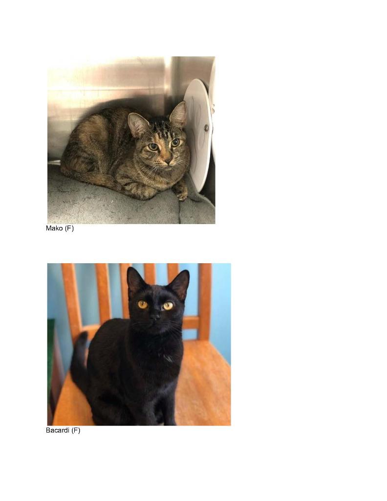 Table 2: Sample Cat Genotypes and Phenotypes Locus E | Chegg.com