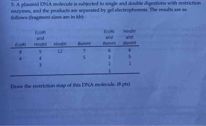 Solved 5. A plasmid DNA molecule is subjected to single and | Chegg.com