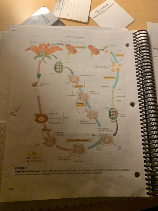 Stye Embryo sac Seed coat (2 Soerm Diploid (2 IGURE m | Chegg.com