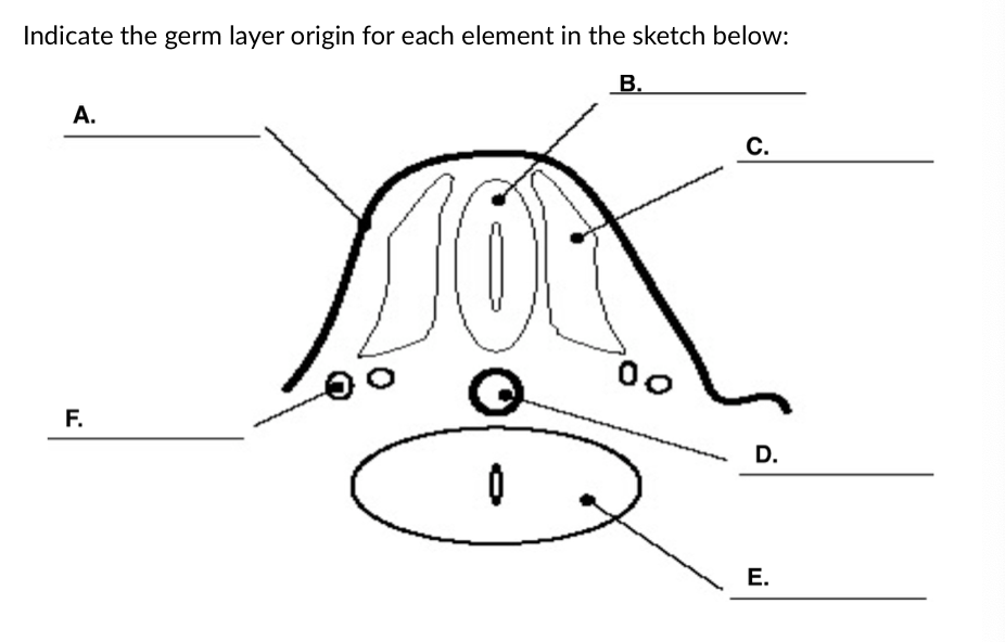 Solved Fill in each blank (options are: neural ectoderm, | Chegg.com