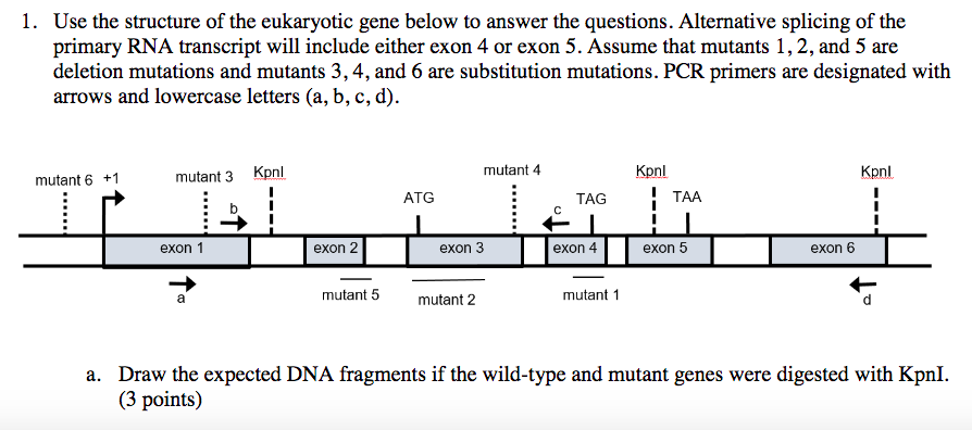 Eukaryotic Gene Structure