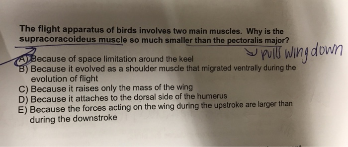 Solved The flight apparatus of birds involves two main | Chegg.com