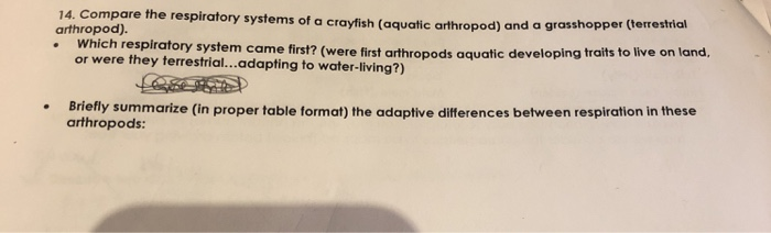 Solved 14. Compare the respiratory arthropod) . Which re | Chegg.com