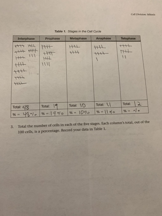 Solved Cell Division: Mitosts Table 1. Stages in the Cell | Chegg.com