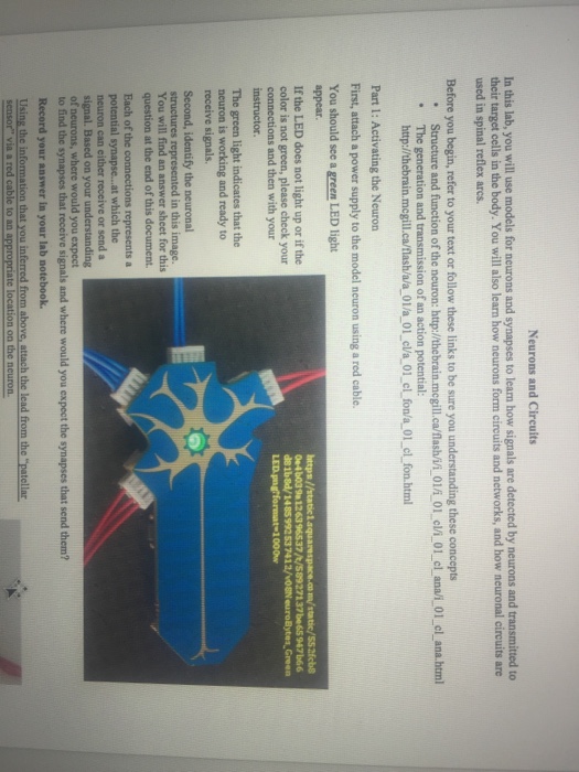 Solved Neurons and Circuits In this lab, you will use models | Chegg.com