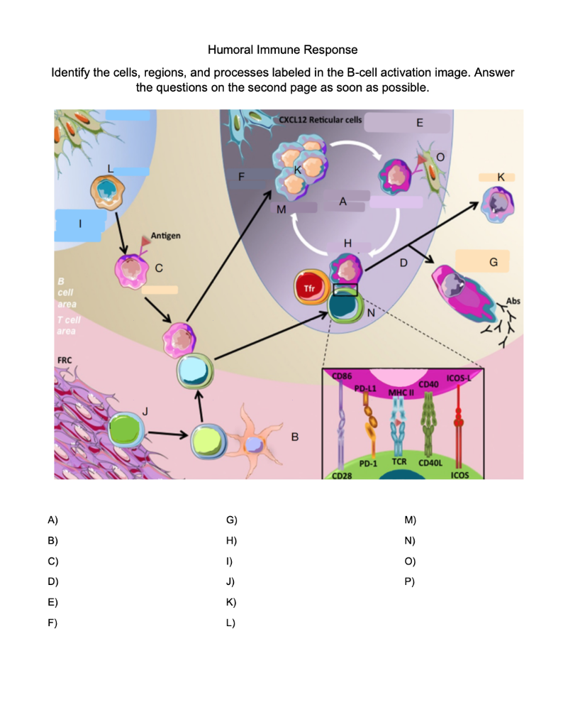 Solved Humoral Immune Response Identify the cells, regions, | Chegg.com