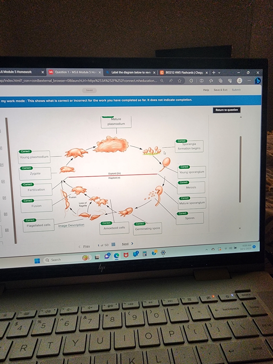 Solved Label the diagram below to review the stages of the | Chegg.com