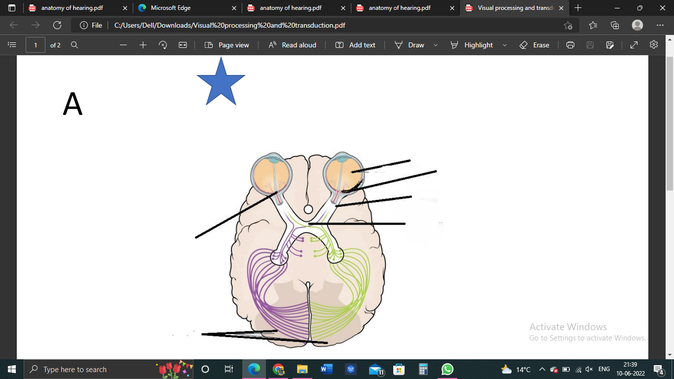 Solved + 1 anatomy of hearing.pdf Microsoft Edge anatomy of | Chegg.com