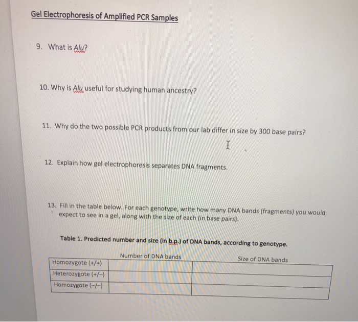 Solved Gel Electrophoresis of Amplified PCR Samples 9. What | Chegg.com