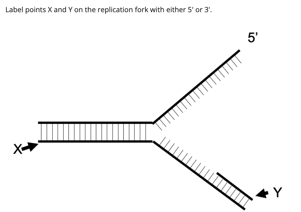 Solved Label points X and Y on the replication fork with | Chegg.com