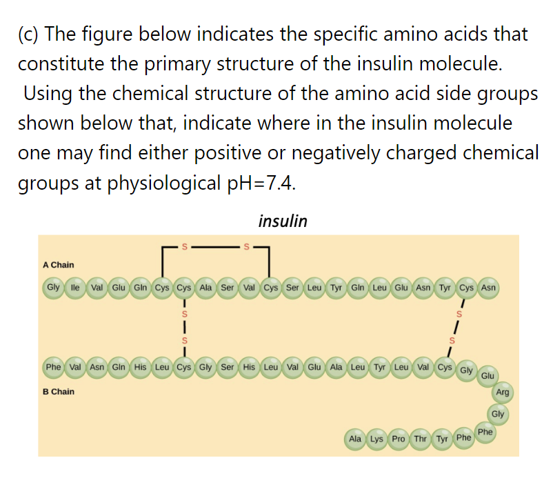 Solved (c) The figure below indicates the specific amino | Chegg.com