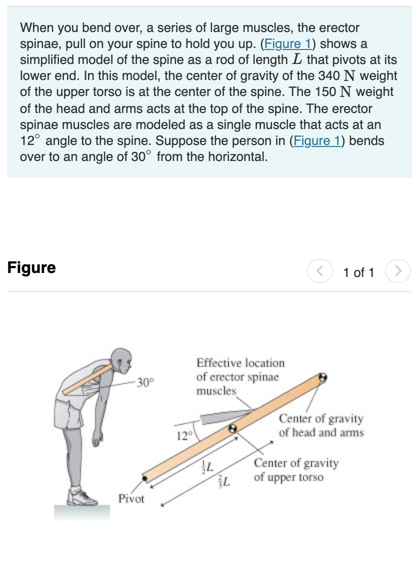 Solved When you bend over, a series of large muscles, the | Chegg.com