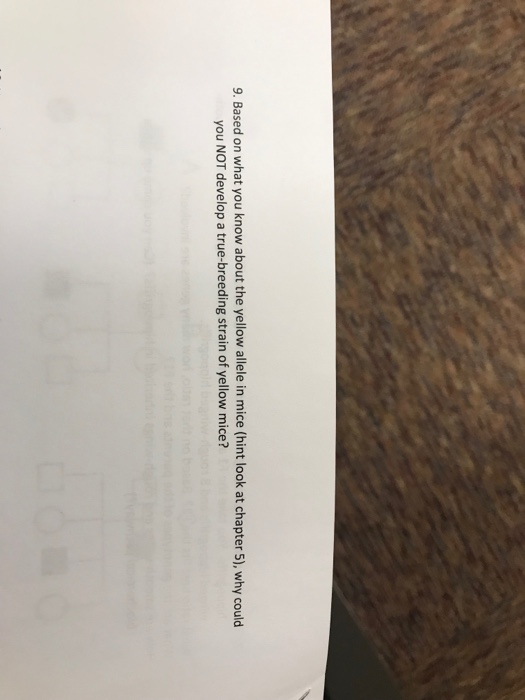 Solved 9. Based on what you know about the yellow allele in | Chegg.com
