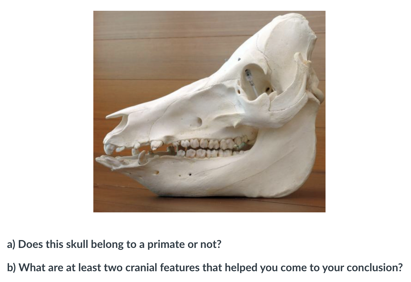 Solved a) Does this skull belong to a primate or not? b) | Chegg.com