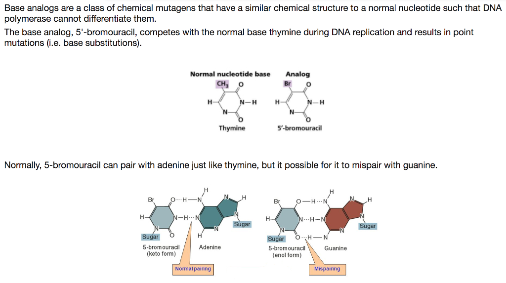 Solved Base analogs are a class of chemical mutagens that | Chegg.com