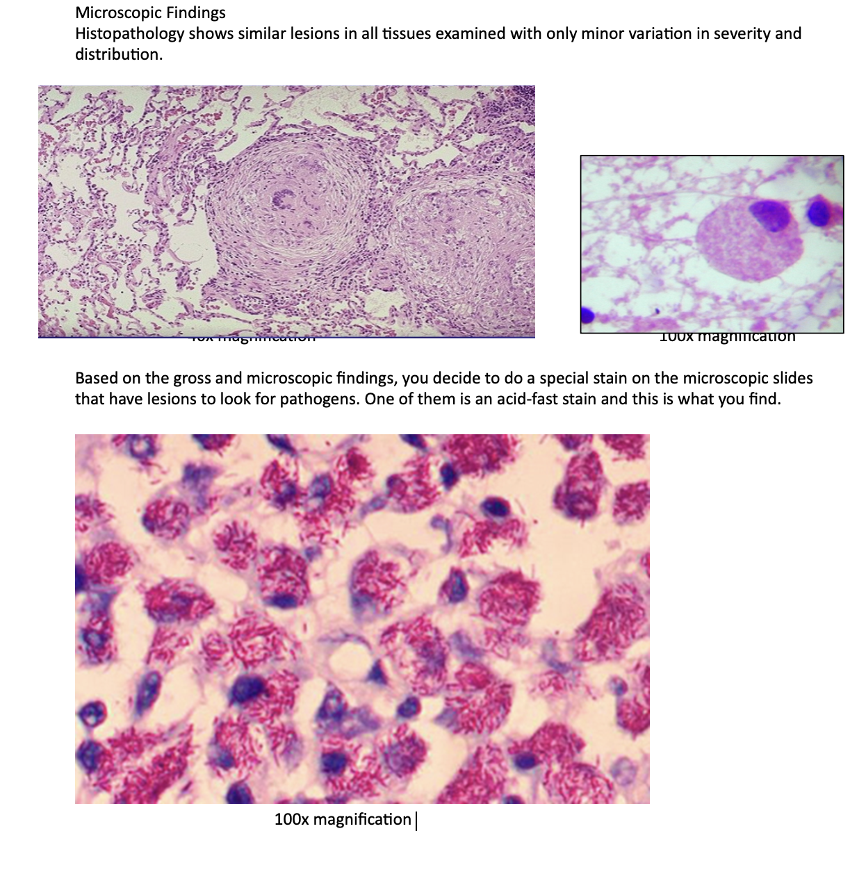 Solved Please help describe the 3 ﻿histology slides with | Chegg.com