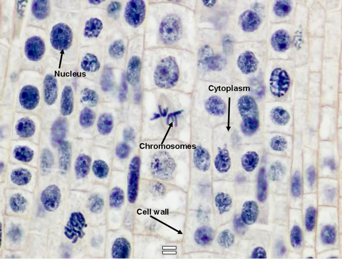 Solved Table 1: Mitosis Phase Cell Count Data | Chegg.com