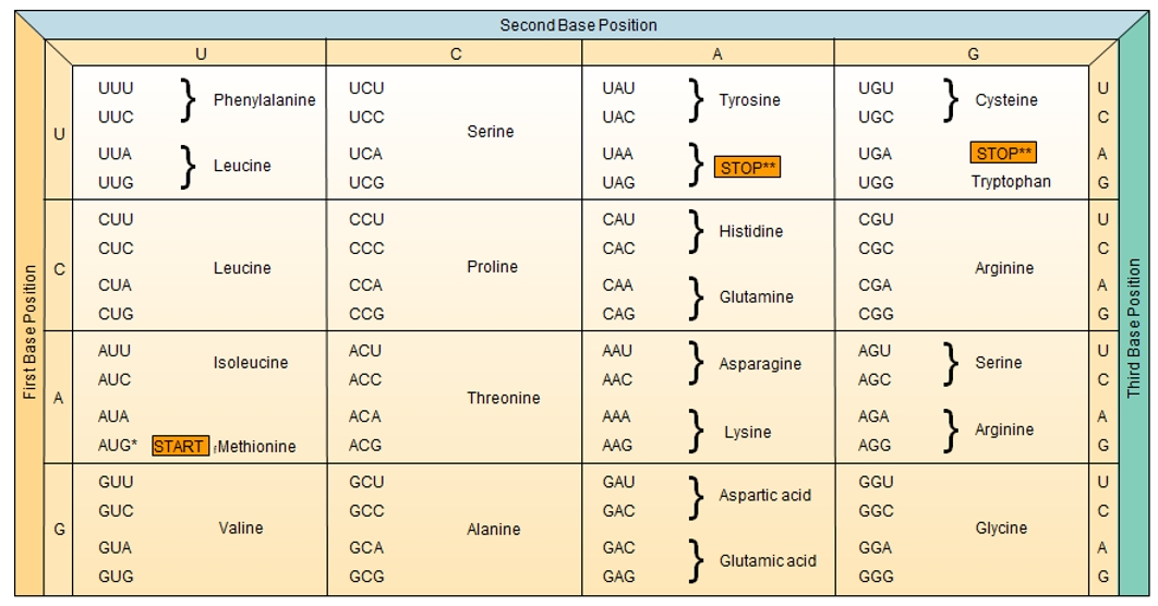 Solved Second Base Position U с A G UUU UCU UAU UGU | Chegg.com