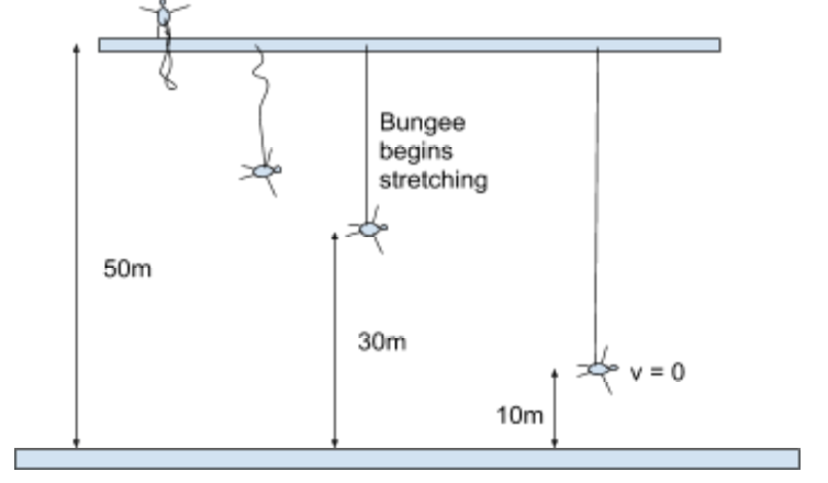 Solved A bungee jumper with a mass of 100kg jumps from a | Chegg.com