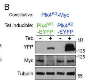 Figure 2B demonstrates a strange phenomenon; when | Chegg.com