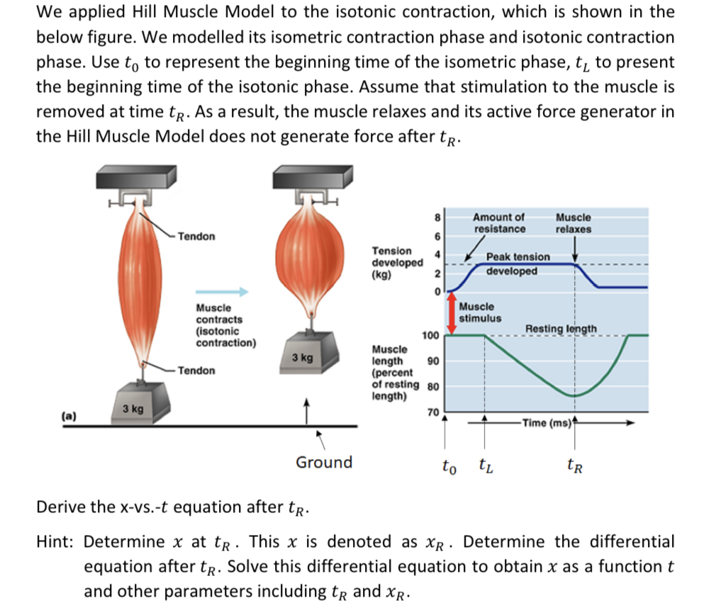 Solved We applied Hill Muscle Model to the isotonic | Chegg.com Solved We applied Hill Muscle Model to the isotonic | Chegg.com