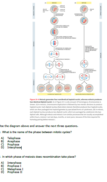 Solved Figure 19-6 Melasis generatec faur nonidentical | Chegg.com