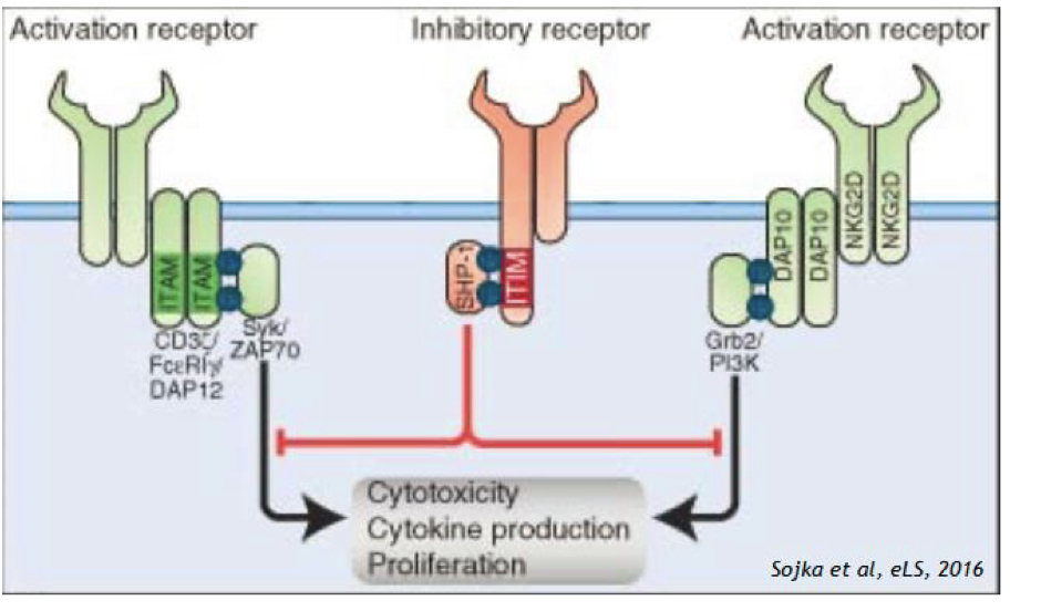 Solved hello In the internet it says NK cells don’t have CD3 | Chegg.com