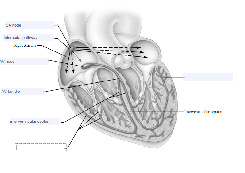 Solved SA node Internodal pathway Right Atrium AV node AV | Chegg.com
