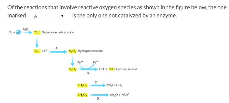 Solved Of the reactions that involve reactive oxygen species | Chegg.com