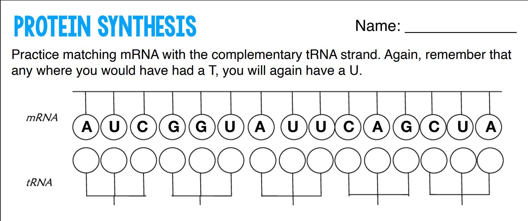 Solved PROTEIN SYNTHESIS Name: Practice matching mRNA with | Chegg.com