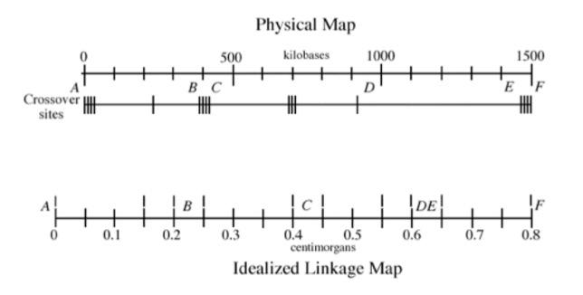 Solved The figure below shows a hypothetical example of a | Chegg.com