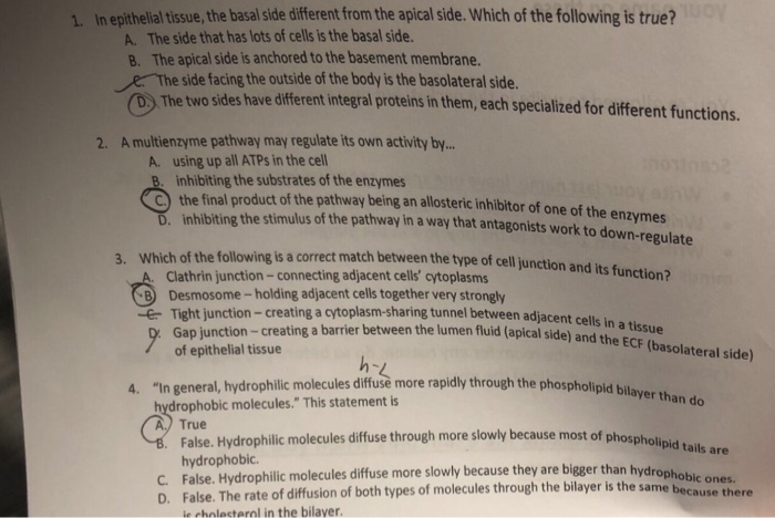 Solved 1. In epithelial tissue, the basal side different | Chegg.com