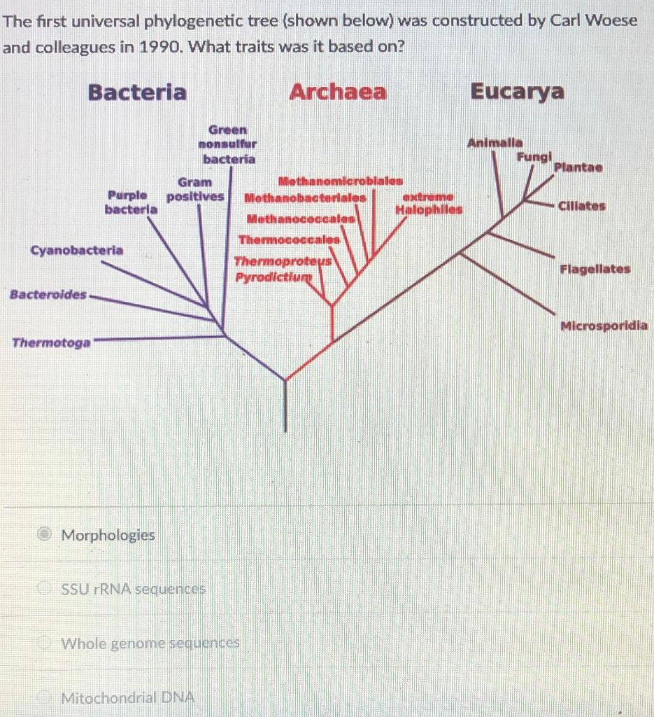 Solved The first universal phylogenetic tree (shown below) | Chegg.com