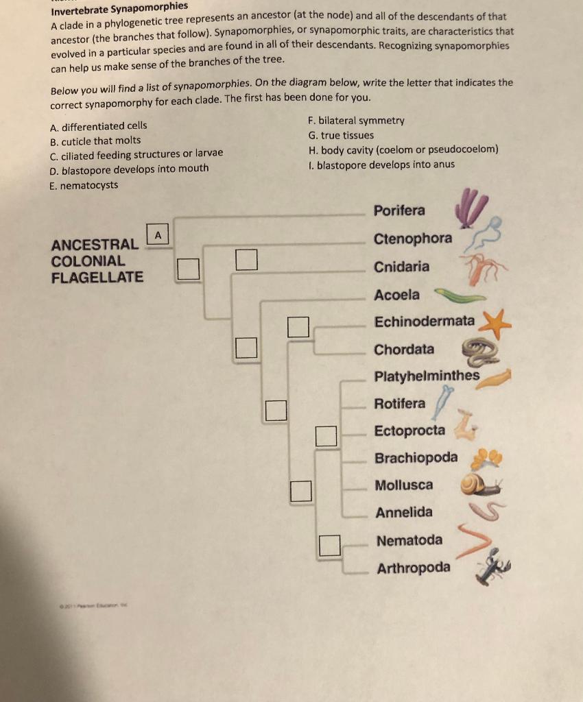 Solved Invertebrate Synapomorphies A clade in a phylogenetic | Chegg.com