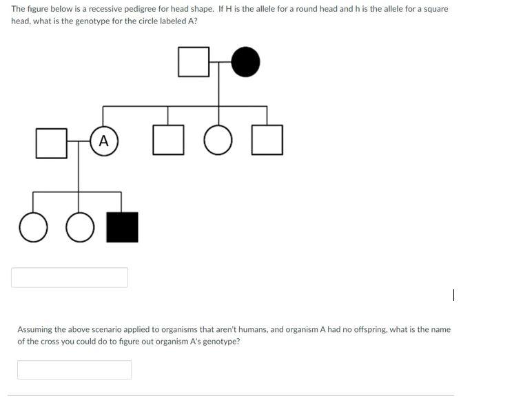 Solved The figure below is a recessive pedigree for head | Chegg.com