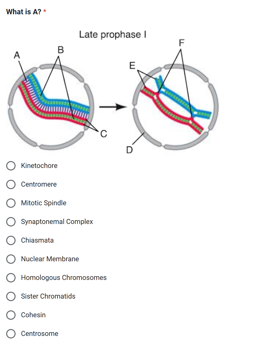 Solved What is A ? *Late prophase | Chegg.com