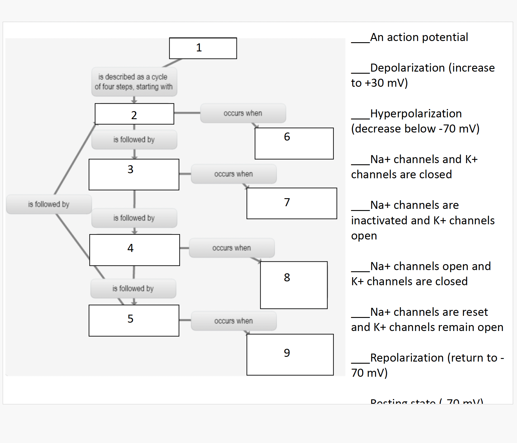 Solved An action potential Depolarization (increase :o +30mV | Chegg.com