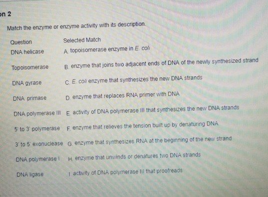 Solved n 2 Match the enzyme or enzyme activity with its | Chegg.com
