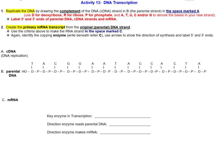 Solved 1. Replicate the DNA by drawing the complement of the | Chegg.com