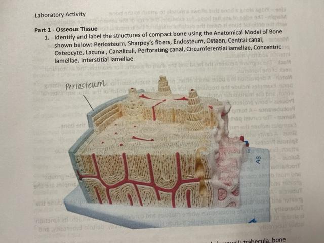 Solved Part 1 - Osseous Tissue 1. Identify and label the | Chegg.com