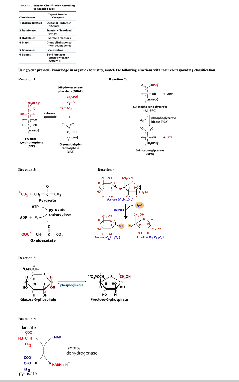 TABLE 11-2 Enzyme Classification According to | Chegg.com