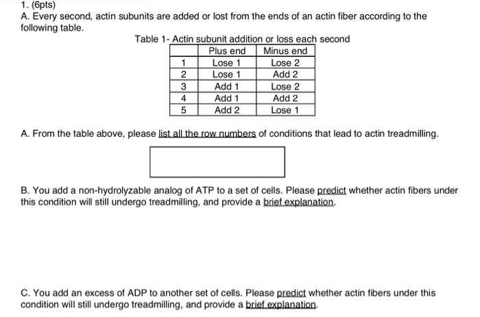 Solved 1. (6pts) A. Every second, actin subunits are added | Chegg.com