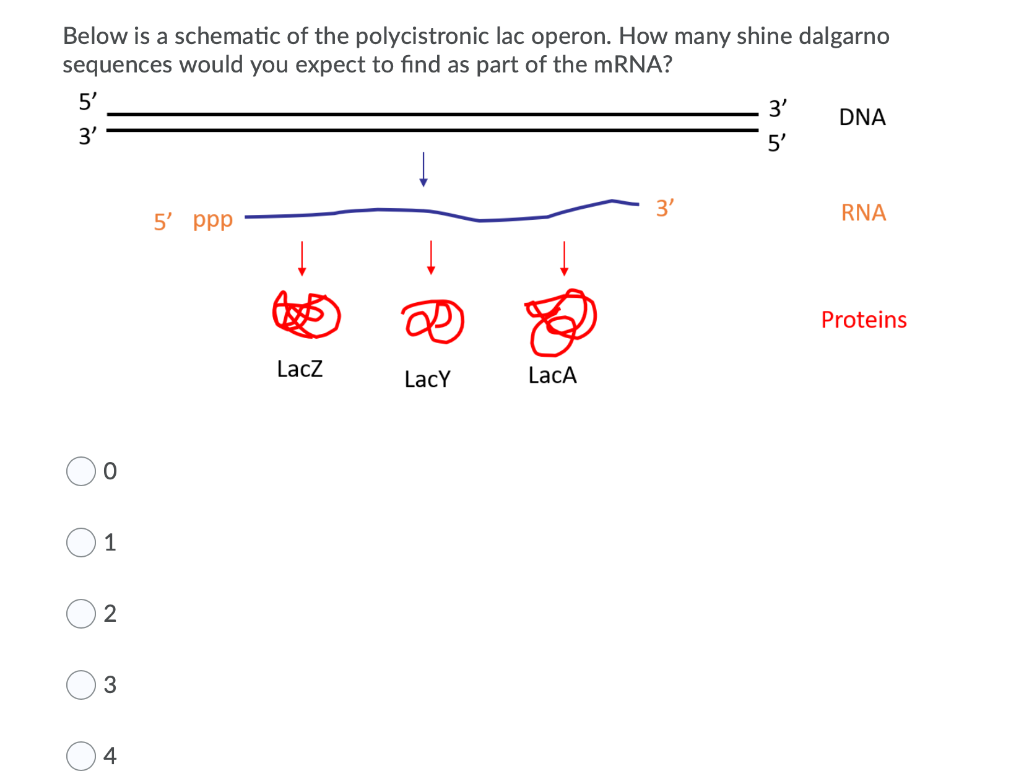Solved Below is a schematic of the polycistronic lac operon. | Chegg.com