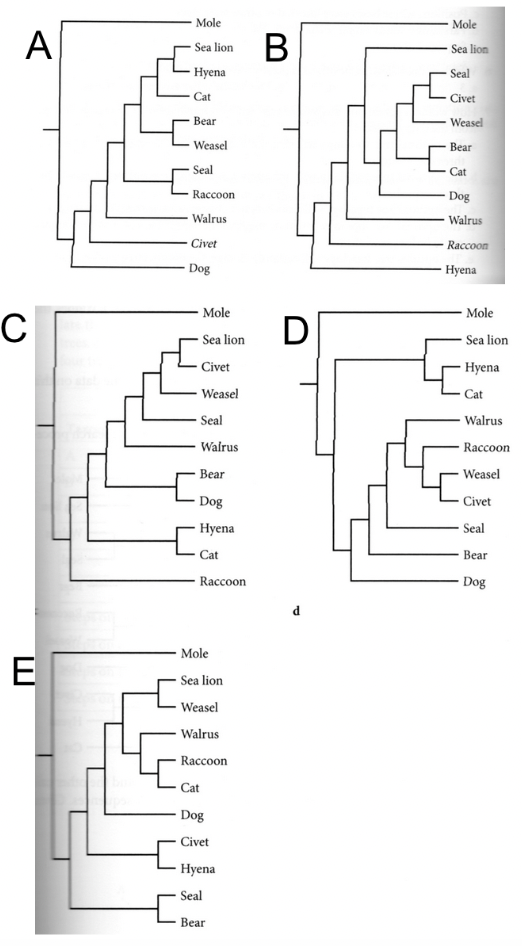 Solved Based on the cladogram above. 3) Provide a defensible | Chegg.com