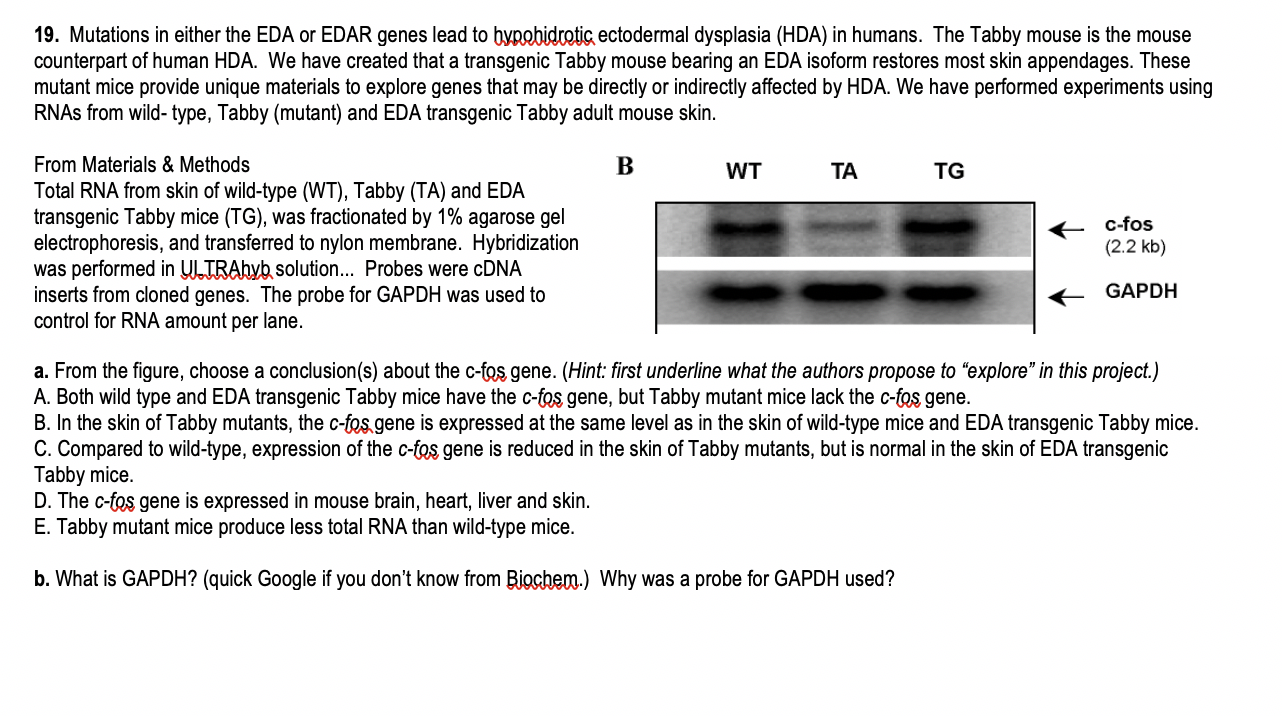 Solved 19. Mutations in either the EDA or EDAR genes lead to | Chegg.com